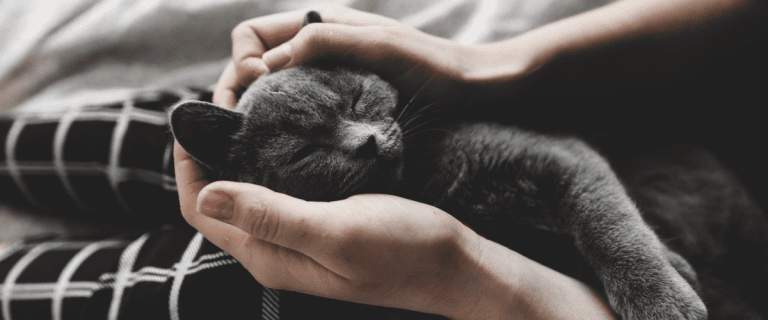 Chat qui bave: Causes, Traitements et Prévention